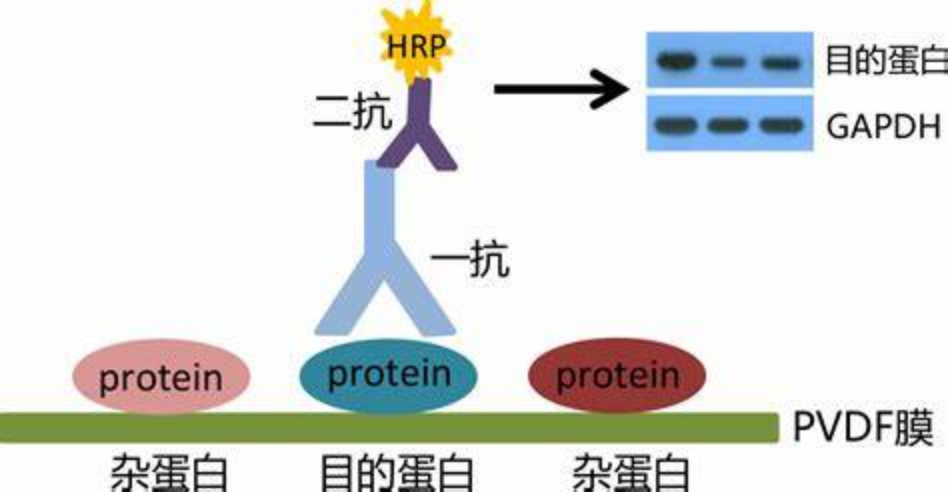 从药物初筛到验证：磷酸化蛋白检测的技术组合策略_化工仪器网