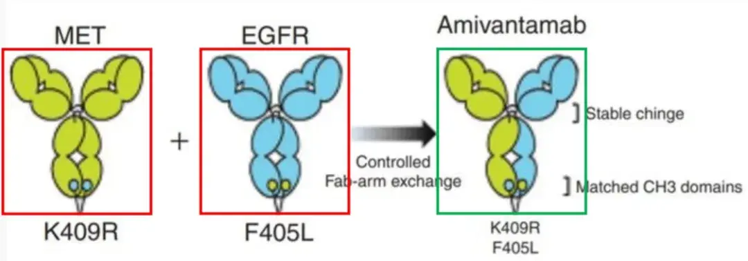 小奕说药 | 非对称构型双抗的同源二聚体分析 - 知乎