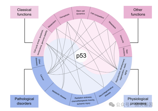 Cancer Cell ｜ p53蛋白在肿瘤抑制中的多功能性和机制 - 知乎