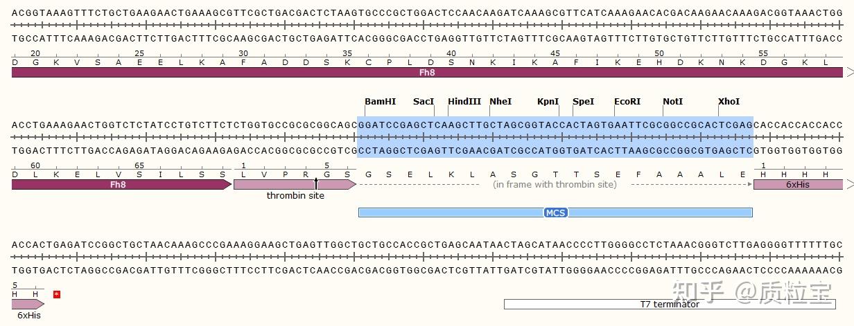 Fh8 标签原核表达质粒 - 知乎