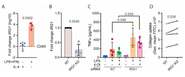 氧化应激顶刊Redox Biology丨衣康酸盐促进促炎性巨噬细胞的伤口消退表型 - 知乎