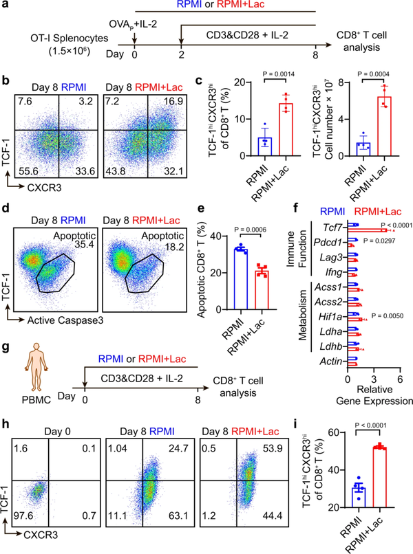 Nat Comm | 乳酸增加CD8 + T细胞的干细胞特性以增强抗肿瘤免疫力 - 知乎