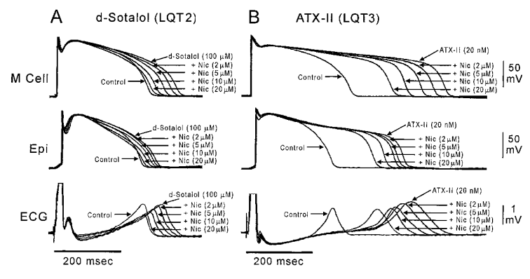 钾通道开放剂减小长QT综合征的跨壁复极离散（TDR），预防尖端扭转型室速（TdP）的发生 - 知乎