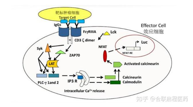 ADCC/ADCP/CDC—抗体药发挥作用的重要机制 - 知乎