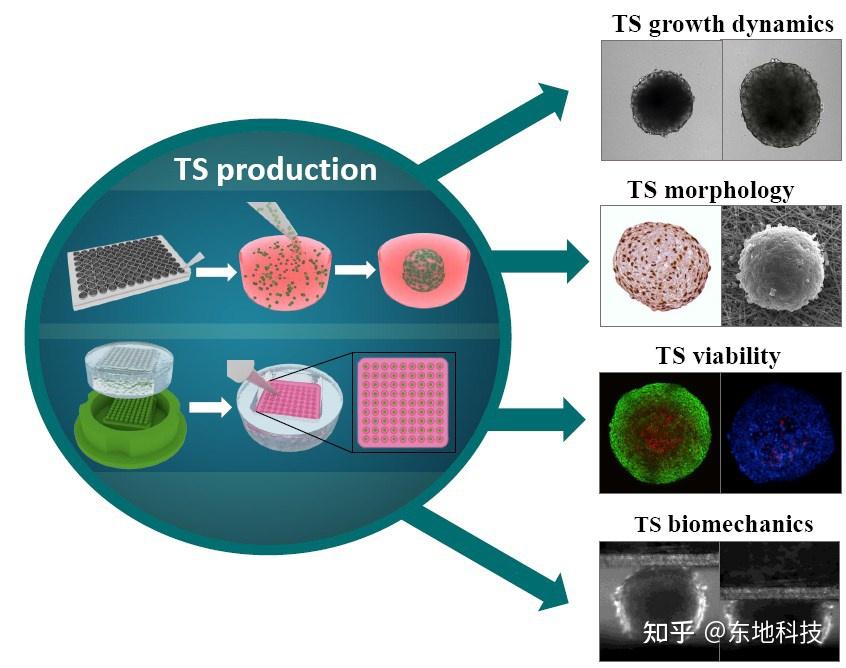 MicroTester微型力学试验机用于细胞球体分析 - 知乎