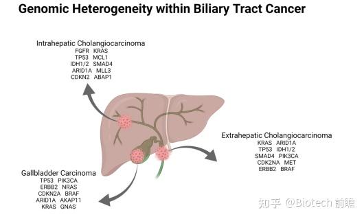 NCCN临床实践指南：肝细胞癌（2023.V1）与胆道肿瘤（2023.V1） - 知乎