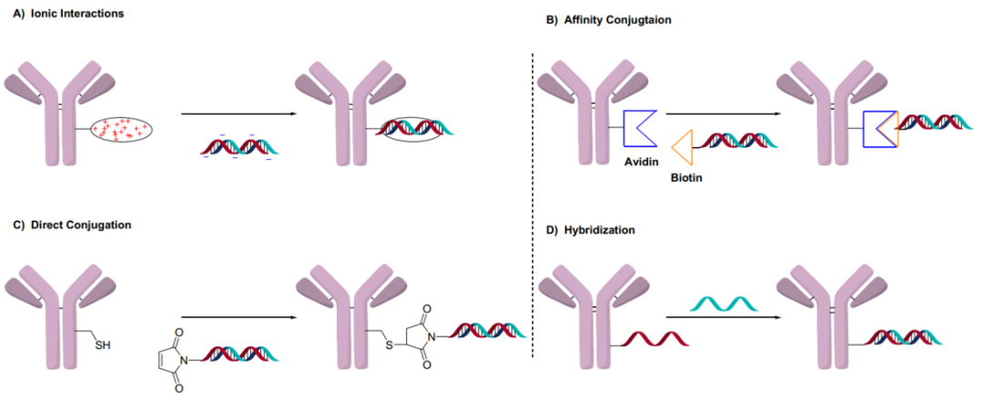 DMPK系列 | 寡核苷酸偶联抗体（AOC）药物：靶向优势、药代动力学及生物分析策略 - 知乎
