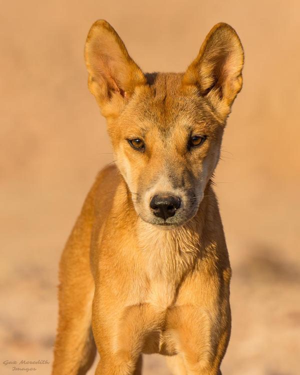 澳洲野狗--生态系统守护者 - 知乎