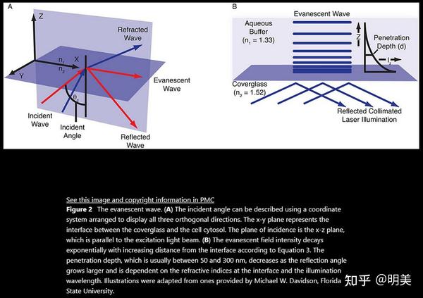 荧光生物显微镜：外泌体分泌动力学受温度控制 - 知乎