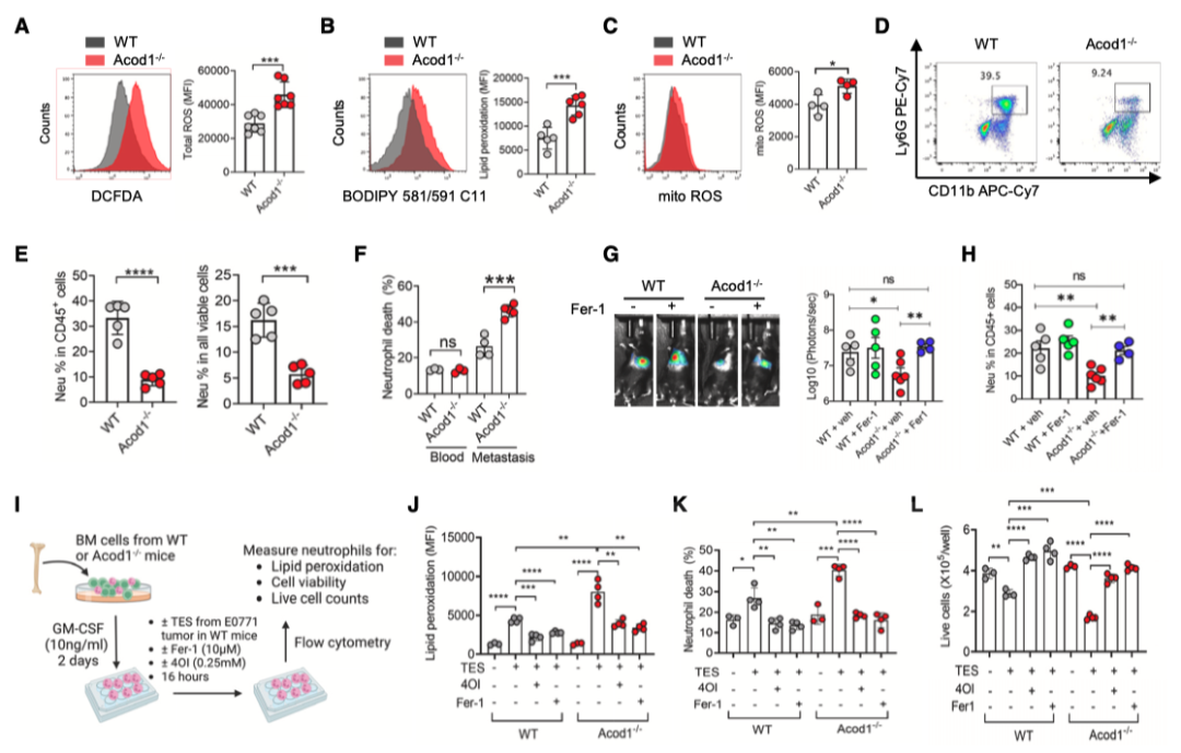 Cell Metabolism丨中性粒细胞通过ACOD1抵抗铁死亡并促进乳腺癌转移 - 知乎