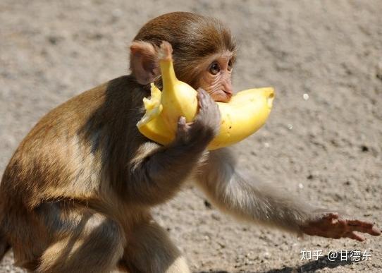 如果不是我们，猴子是不会剥香蕉的 - 知乎