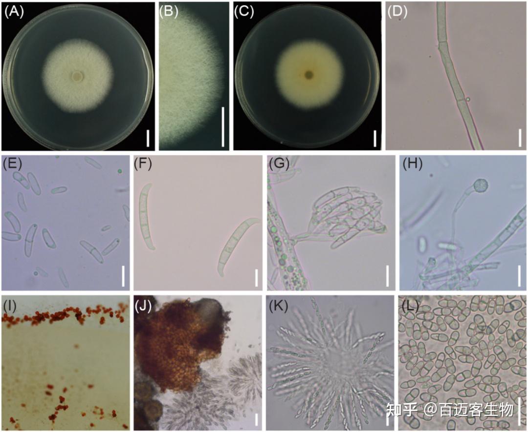 成功案例|首次公布F. solani-melongenae分离株 CRI 24-3 的高质量全基因组序列 - 知乎