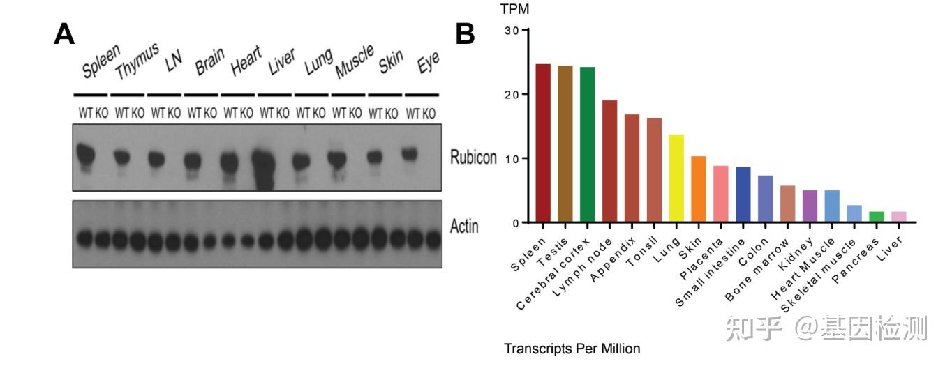RUBCN基因总结 - 知乎