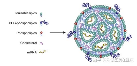 DOPE在阳离子脂质体中的作用：助磷脂（helperlipid）；CAS：4004-05-1，DOPE结构式 - 知乎