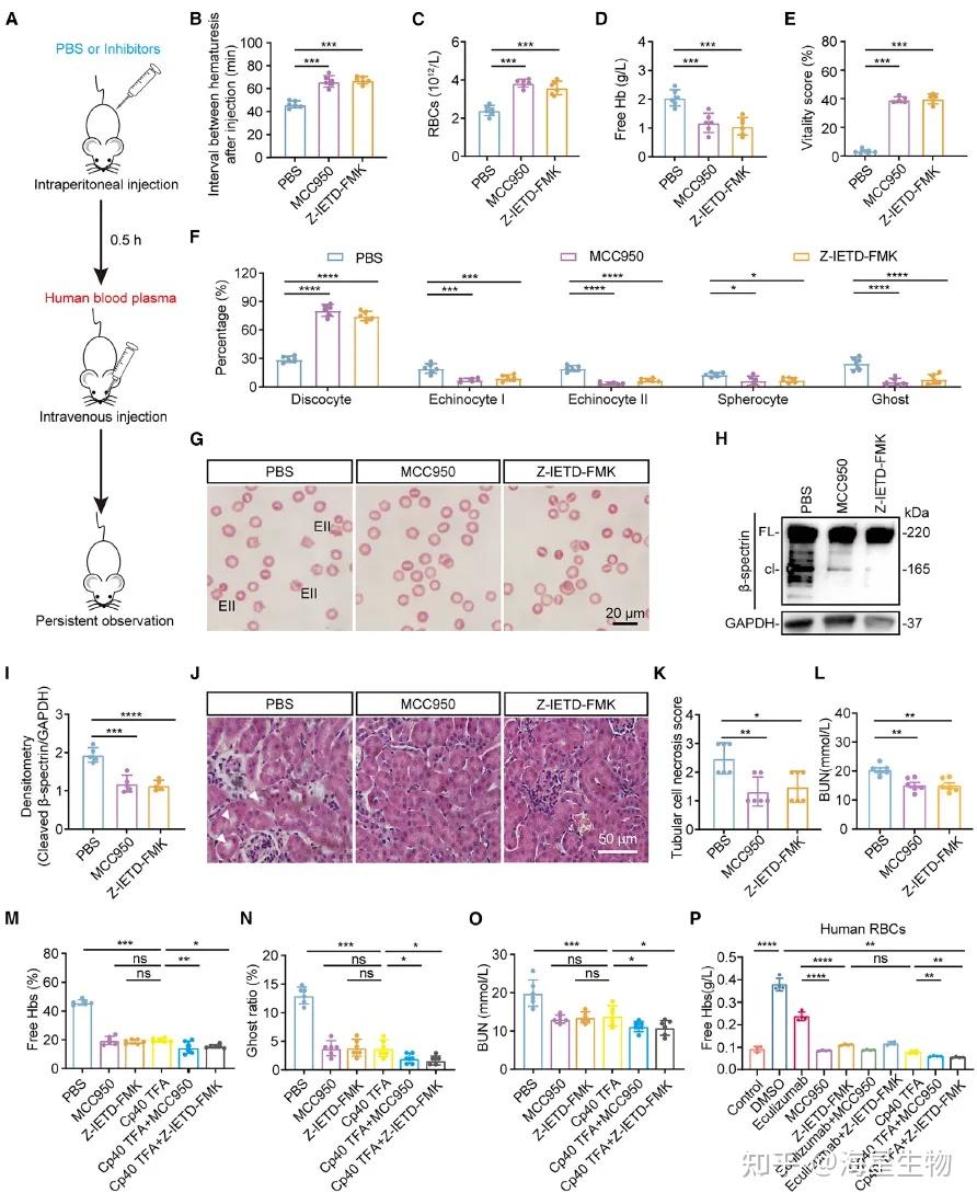 Cell(IF=45.5) HyCyte细胞助力科研—揭示NLRP3炎症小体介导溶血性细胞死亡新机制 - 知乎
