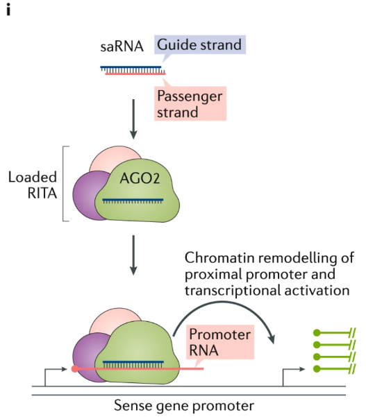 Nature Drug Delivery | Advances in oligonucleotide drug delivery - 知乎