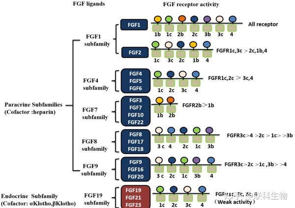 ELISA系列 | 成纤维细胞生长因子FGF家族 - 知乎