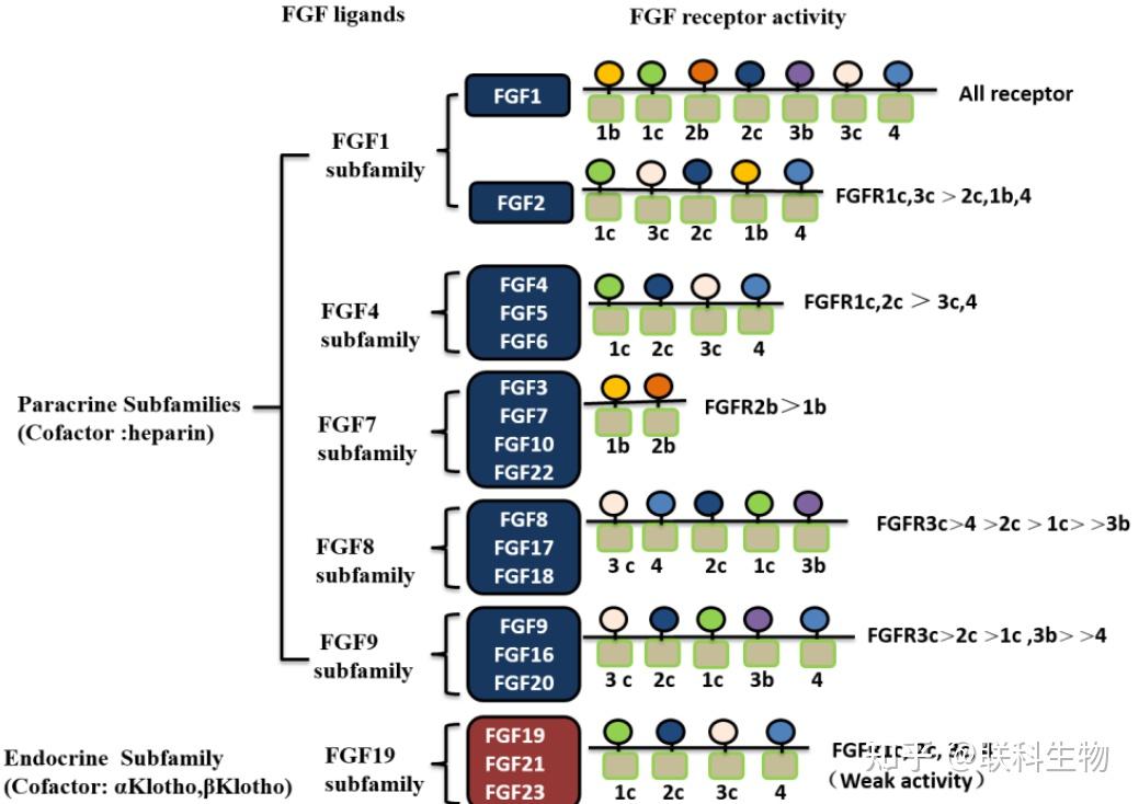 ELISA系列 | 成纤维细胞生长因子FGF家族 - 知乎