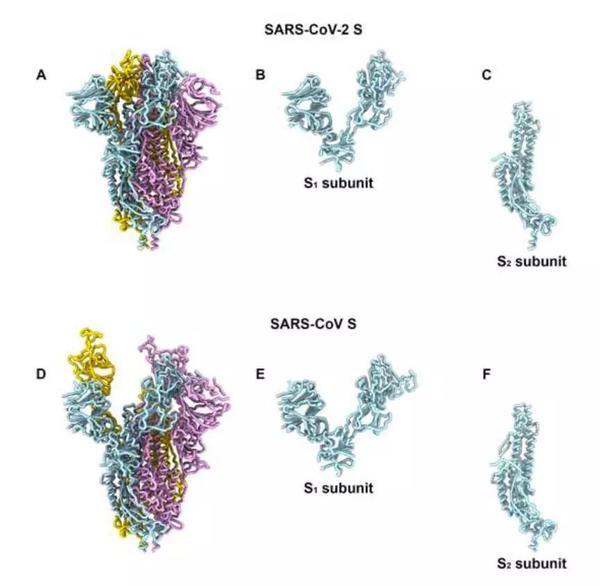 Cell | 新冠病毒 S蛋白的结构，功能和抗原性 - 知乎