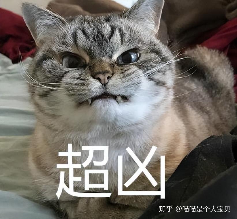 老实告诉你，猫咪 绝育”vs 不绝育”，区别很大 知乎