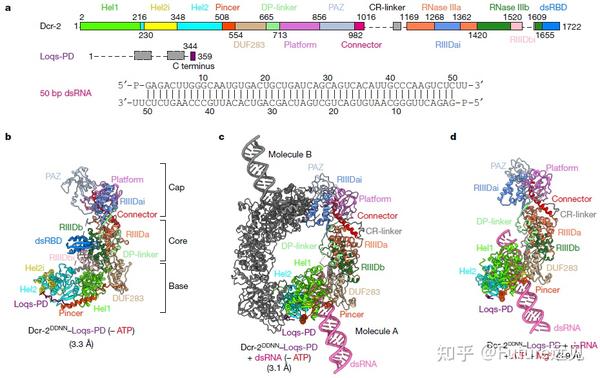 1天段镶锋、麻锦彪、何胜洋等团队发表6篇Nature - 知乎