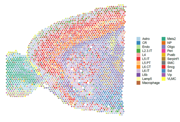 生信分析 | 空间转录组·SPOT去卷积—RCTD - 知乎