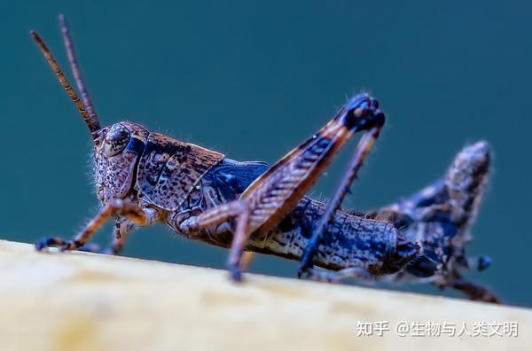 【动物界全系列】剑角蝗科—斑翅蝗亚科（二）：斑翅蝗 - 知乎