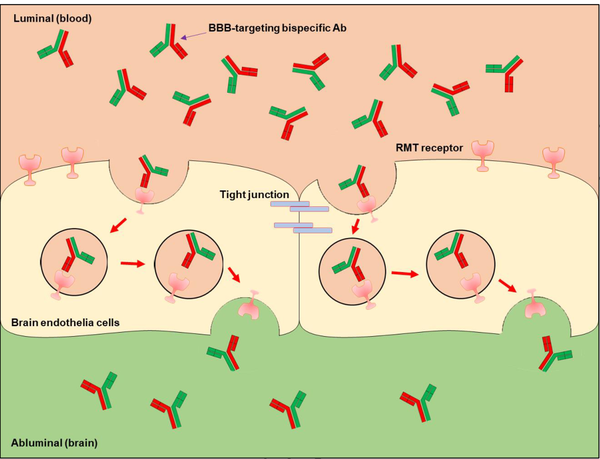 蛋白和抗体通过血脑屏障（BBB）的输送策略 - 知乎