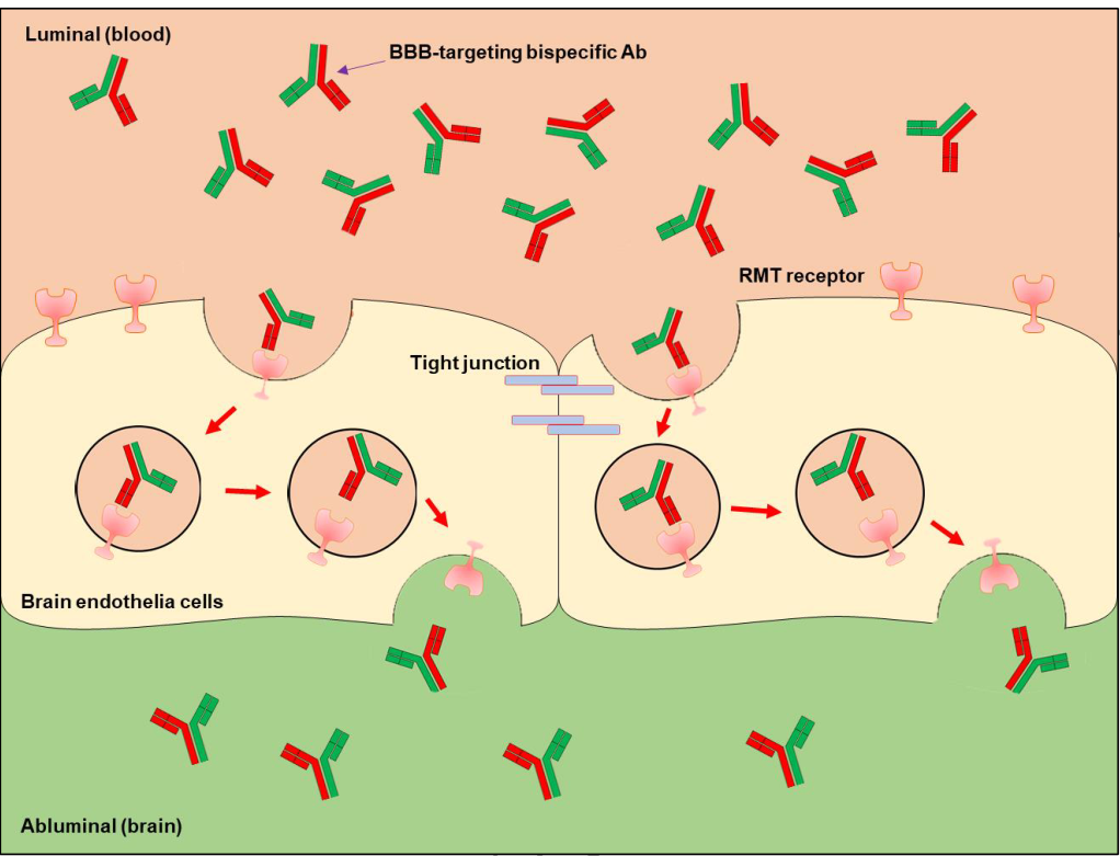 蛋白和抗体通过血脑屏障（BBB）的输送策略 - 知乎