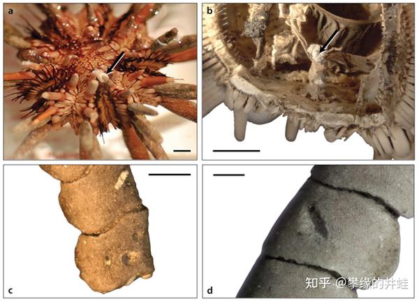 【地球演义】第二百七十四回 异界来客7：Alura Une - 知乎