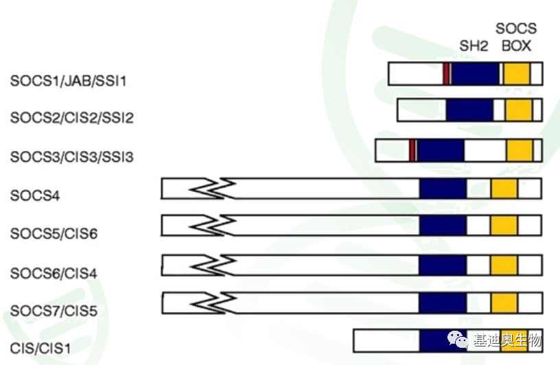 简洁优雅中蕴含着深度—JAK-STAT信号通路 - 知乎