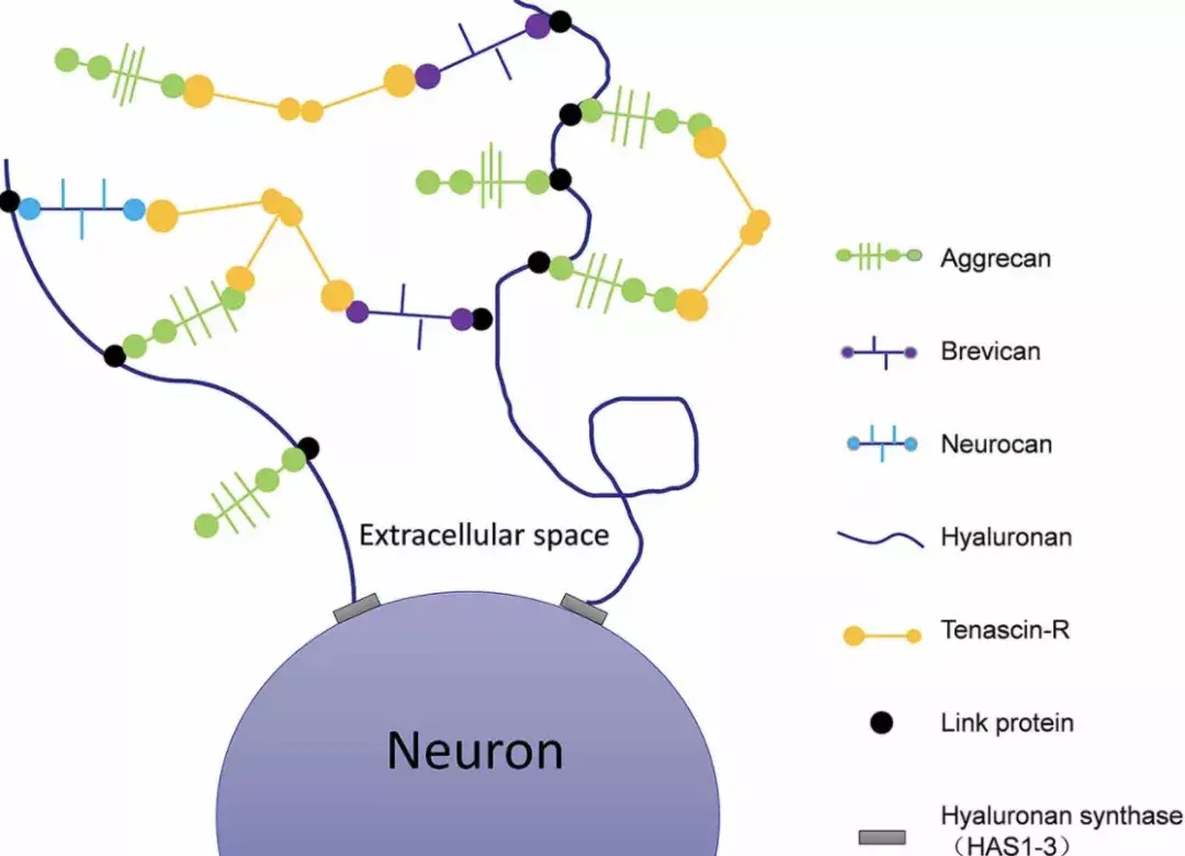 Front Aging Neurosci：细胞外基质在阿尔茨海默病中的作用 - 知乎