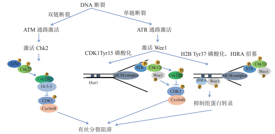 WEE1蛋白：细胞周期调控的关键角色及其在肿瘤治疗中的潜力 - 知乎