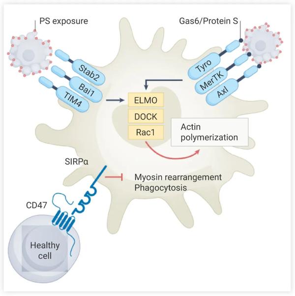 胞葬作用 (Efferocytosis) ：程序性死亡细胞临终前最后一站 - MedChemExpress - 知乎