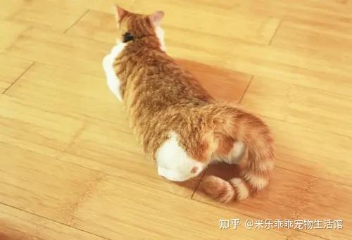 猫咪发情很可怕?轻松应对猫咪发情详细攻略 知乎