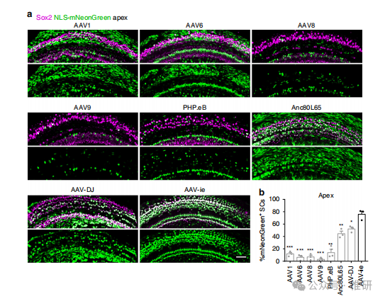 Nature|AAV ie能够安全有效地将基因转移到内耳细胞的文献分析 - 知乎