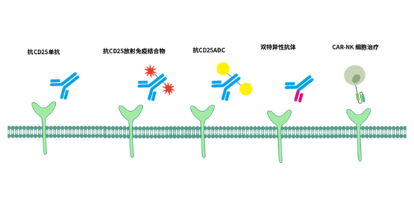 【靶点Talk】CD25：肿瘤免疫疗法新势力 - 知乎