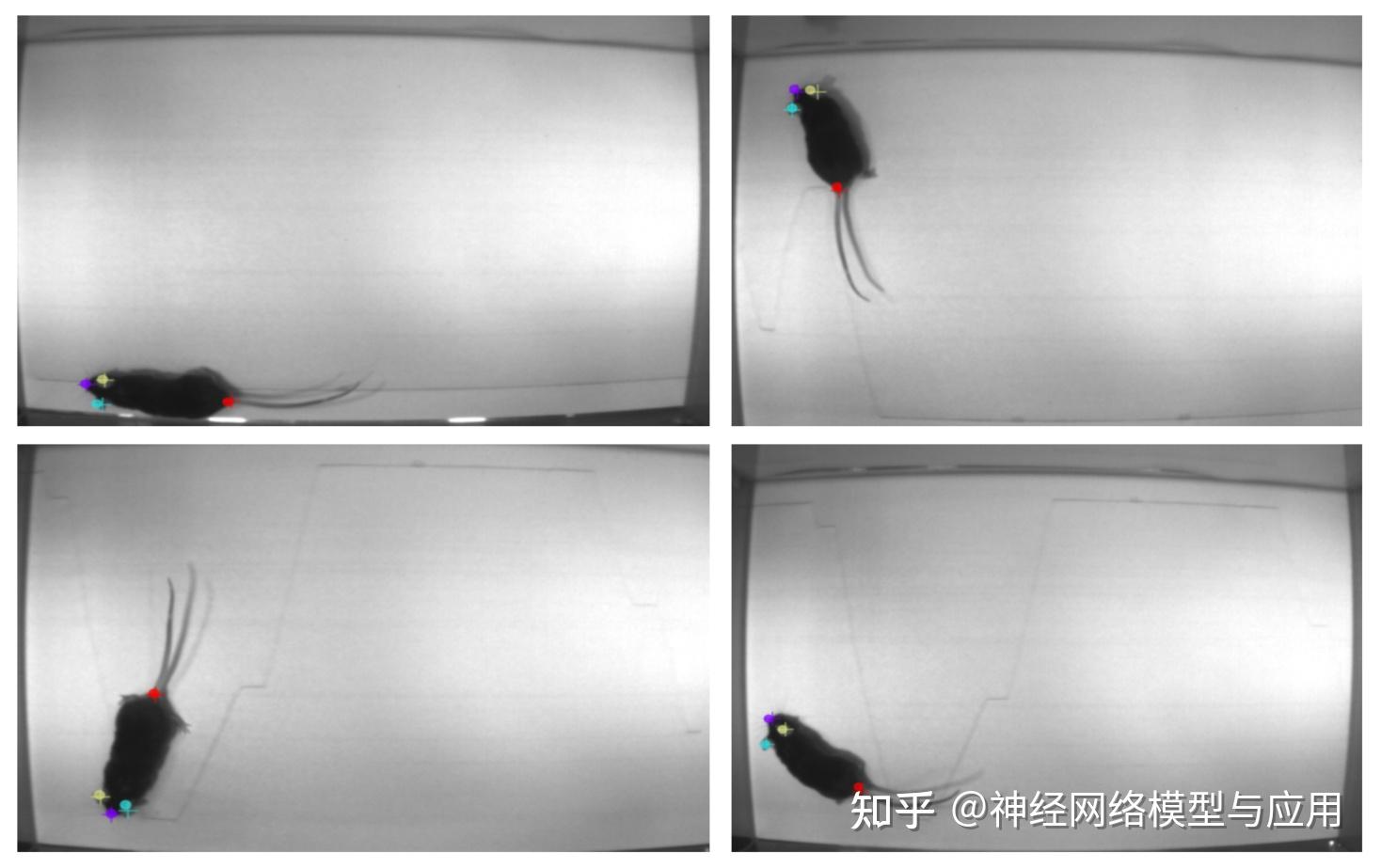 DeepLabCut：markerless pose estimation of user-defined body parts with ...