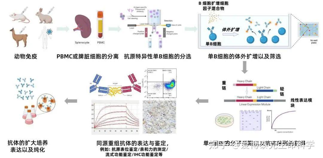 一支优秀的兔单克隆抗体是如何研发出来的？ 知乎