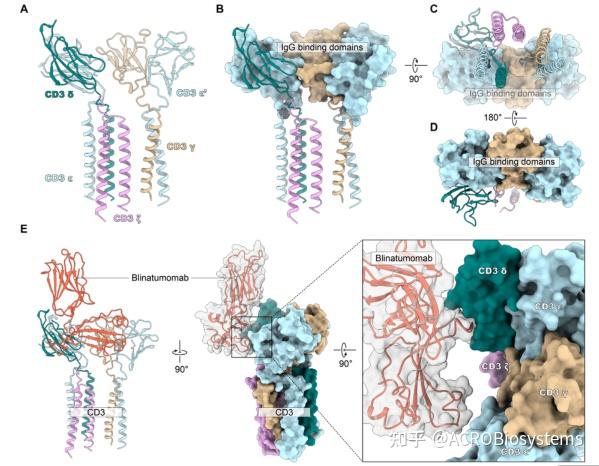 CD3：双抗领域热门“元素”解读 - 知乎