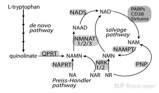NMN/β-烟酰胺单核苷酸最全科普解答 - 知乎