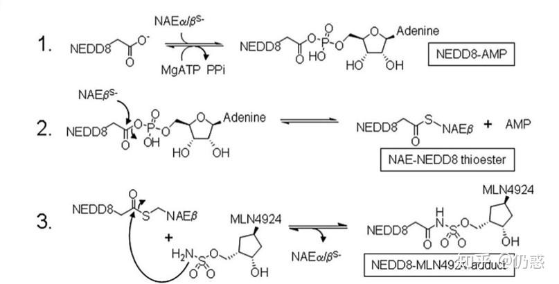 NEDD8活化酶(NAE)小分子抑制剂的研究进展 - 知乎