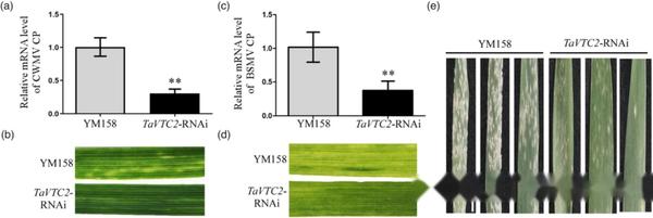 【Plant Biotech J】小麦黄色花叶病毒NIb以TaVTC2为靶标以引发小麦的广谱抗性 - 知乎