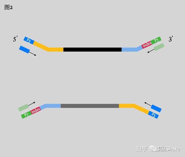 illumina Flowcell表面的Oligo是什么？ - 知乎