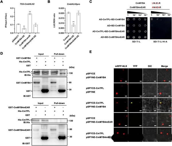 【Plant Physiol】转录因子CmbHLH16调控不同光照下菊花花瓣花青素稳态 - 知乎