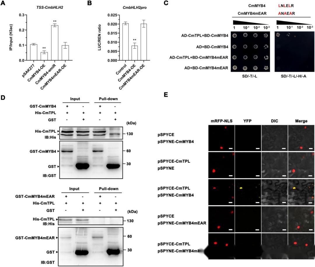 【Plant Physiol】转录因子CmbHLH16调控不同光照下菊花花瓣花青素稳态 - 知乎