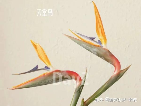 每天认识一种花| Day2天堂鸟 知乎