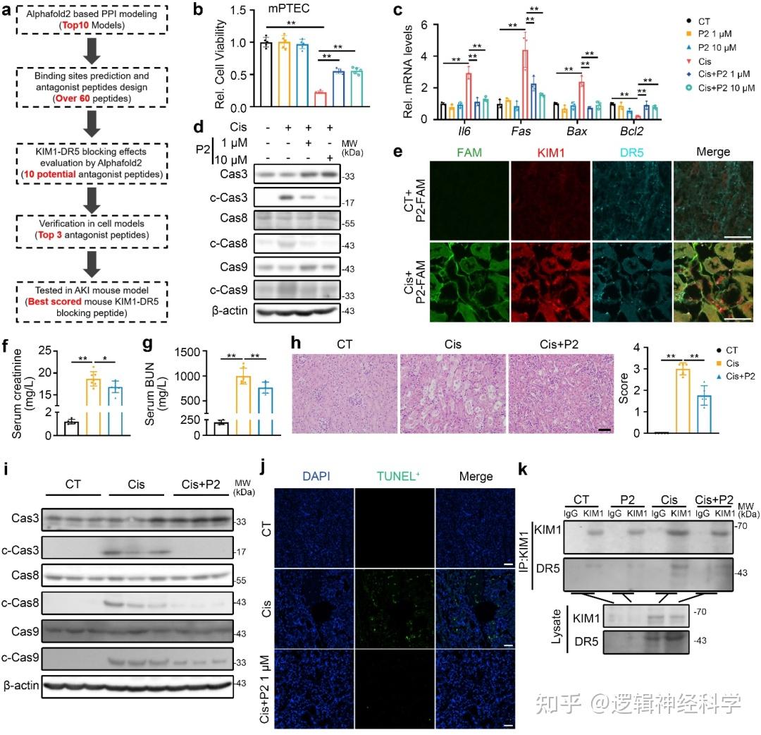 Nat Commun︱武汉大学郑凌/华中科技大学黄昆课题组联合发现肾脏YY1-KIM1-DR5轴调控急性肾损伤进展 - 知乎
