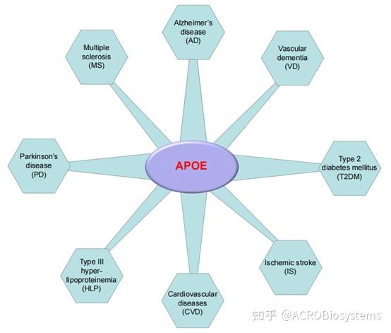 APOE，或为阿尔茨海默病治疗的“绿色通道” - 知乎