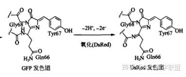 简述荧光蛋白研究史及其发光机理 - 知乎